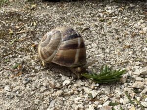 Angular Qr Code Generator Component Cordobo